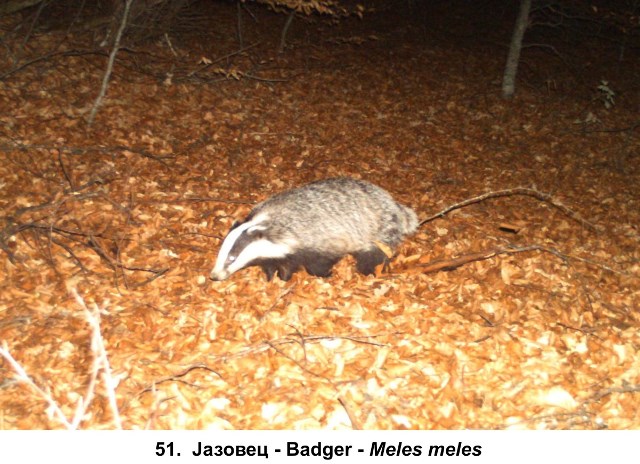 Mammals